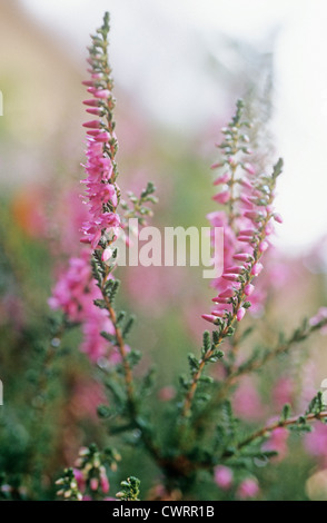 Vertical shot of pink calluna vulgaris flowers in a garden with a ...