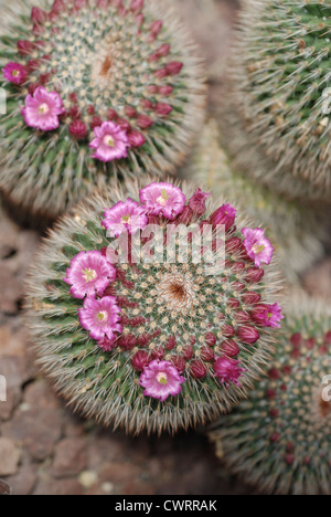 Top View of Large Cactus Plan with Green Grass in the background Stock ...