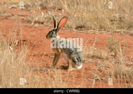 African savanna hare (Lepus microtis), Tanzania, East Africa Stock ...