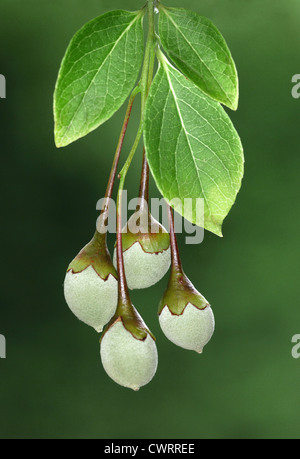 Styrax japonica (Styracaceae Stock Photo - Alamy