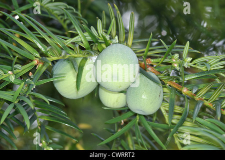 California Nutmeg Tree Torreya californica habit whole tree Stock Photo ...