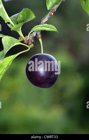 Bullace Plum, Damson Plum (Prunus domestica ssp. insititia, Prunus ...