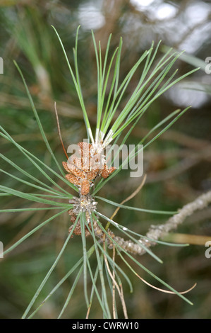 cone of stone pine, Pinus pinea, with some of the nuts still in ...