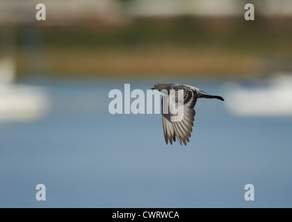 Feral/Racing Pigeon in flight Stock Photo - Alamy