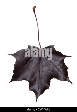 Acer platanoides tree, Norway Maple Tree, Acer platanoides "Princeton ...