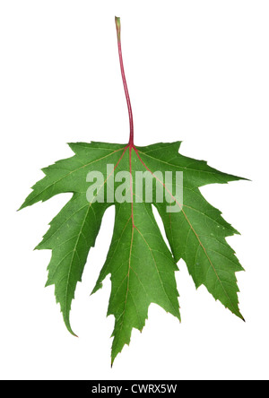 Silver Maple (Acer saccharinum), Aceraceae-Sapindaceae Stock Photo - Alamy