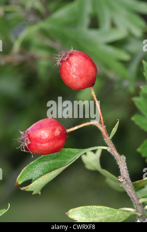 Azarole Crategus azarolus (Rosaceae Stock Photo - Alamy