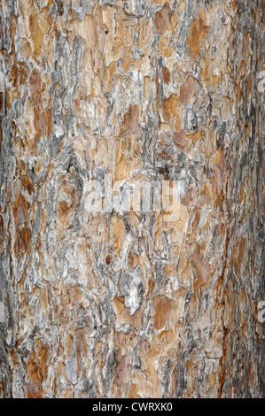 Red pine Pinus resinosa bark Stock Photo - Alamy