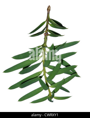 Podocarpus Totara tree foliage up close Stock Photo - Alamy