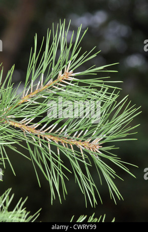 Pitch pine (Pinus rigida) needles, Farm River State Park, Connecticut ...
