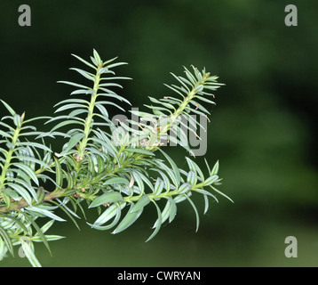 Podocarpus Totara tree foliage up close Stock Photo - Alamy