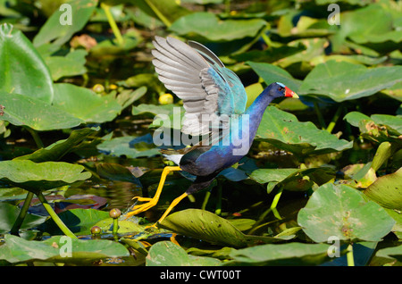 American Purple Gallinule flying Stock Photo - Alamy