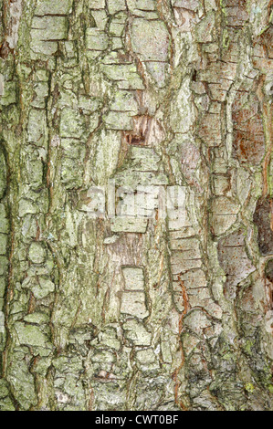 Snow Pear, Pyrus nivalis, Rosaceae. Mediterranean Stock Photo - Alamy