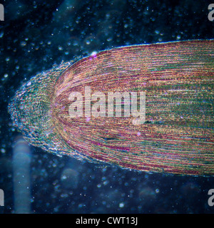 micrograph plant root tip tissue cell Stock Photo - Alamy