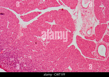 microscopic section of human small intestinum tenue tissue Stock Photo ...