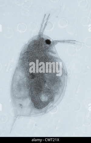 Water flea a birth. Light micrograph of a water flea (Daphnia sp ...