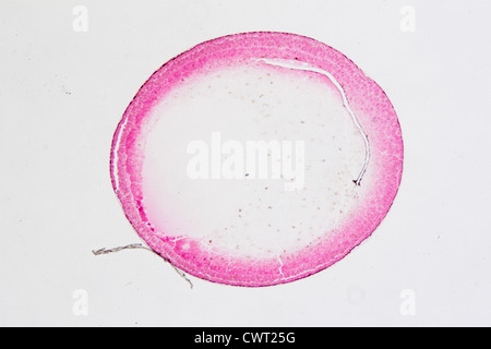 science microscopy micrograph cleavage stage of frog egg Stock Photo ...