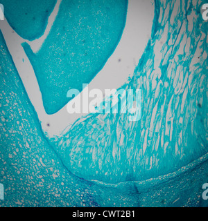 microscopy micrograph plant tissue, corn embryo Stock Photo - Alamy