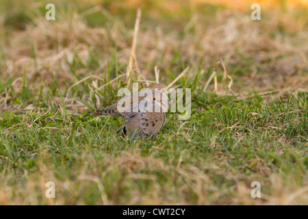 Mourning dove (Zenaida macroura) Mated pair loafing Sudbury, Ontario ...