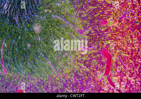 microscopic section of kidney tissue background Stock Photo - Alamy