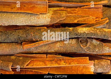 True cinnamon comes from the inner bark of a tree called Cinnamomum ...