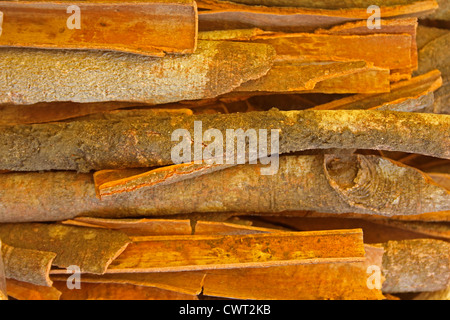 True cinnamon comes from the inner bark of a tree called Cinnamomum ...