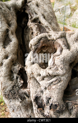 gnarly old tree trunk trees twisted contorted limb limbs Stock Photo ...