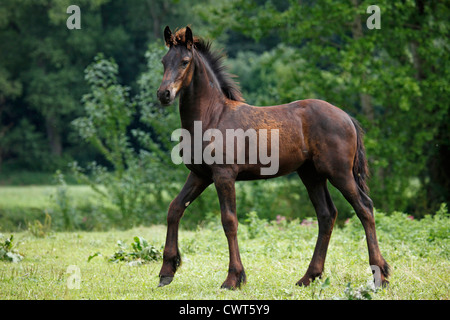 Friese Fohlen / Friesian Horse foal Stock Photo - Alamy