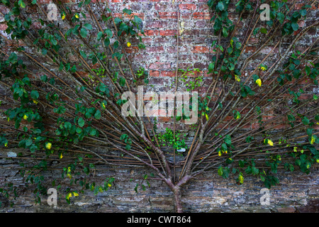 Espalier pear tree growing against a centuries old brick wall and wire ...