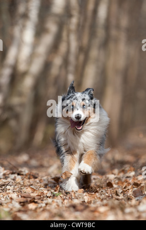 running Australian Shepherds Stock Photo - Alamy