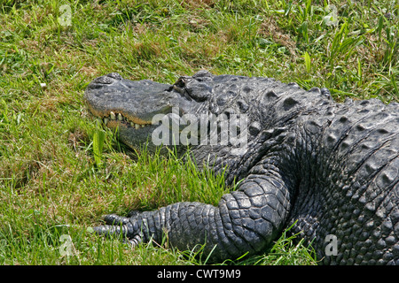 American alligator (Alligator mississippiensis) bull adult with mouth ...