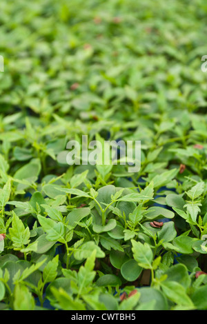 Tahoon Cress growing in a greenhouse Stock Photo - Alamy