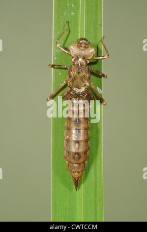 EMPEROR DRAGONFLY Anax imperator larva eating tadpole Stock Photo - Alamy