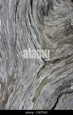 details of a larch's stump Stock Photo - Alamy