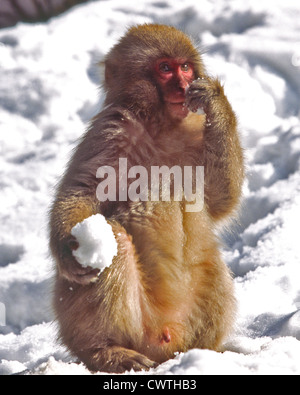 Japanese macaque or snow japanese monkey, hand (Macaca fuscata), Japan ...