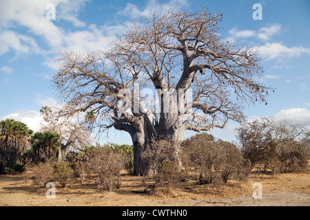 Baobab tree, boab boaboa “upside-down tree” Baobab tree, The Gambia ...