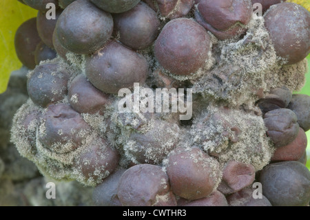 grapes botrytis (Botrytis cinerea) on grapes after wet autumn West ...