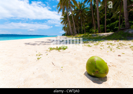 Tropical sea beach with fallen coconut palm tree on Koh Kood island ...