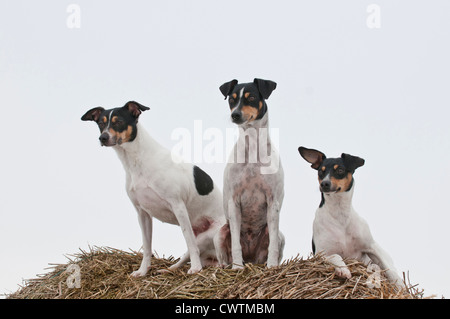sitting Andalusian Mouse-Hunting Dog Stock Photo - Alamy