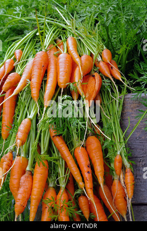 Fresh produce from a vegetable garden gathered in a basket Stock Photo ...