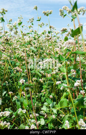 Buckwheat (Fagopyrum esculentum): flowering stem with floral segments ...