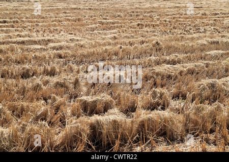 rice straw filed Stock Photo - Alamy