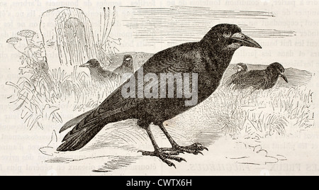 Rook Crow Raven Stock Photo: 181084671 - Alamy
