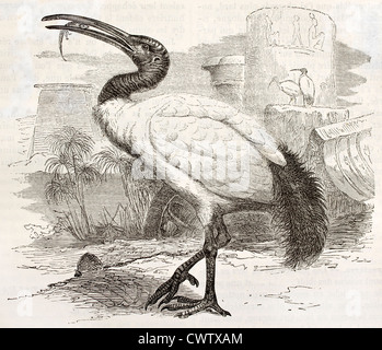 The African sacred ibis (Threskiornis aethiopicus here as Ibis ...