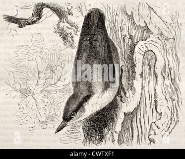 Eurasian nuthatch, Sitta europaea, (zoology book, 1870), Kleiber oder ...