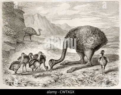 Drawing of Greater Rhea bird (Rhea americana) from the end of 19th ...