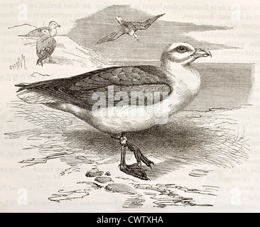 Procellaria cinerea, grey petrel Stock Photo - Alamy