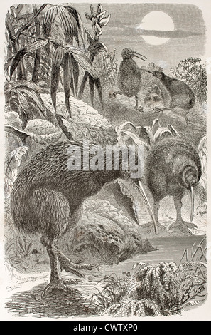 Southern brown kiwi, tokoeka, or common kiwi, Apteryx australis ...