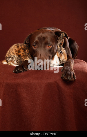 Funny Labrador bunny dog lie on its back and smiling Stock Photo - Alamy
