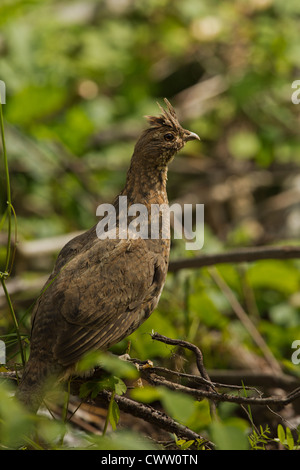 A Ruffed Grouse, Bonasa umbellus) tail feather isolated on white Stock ...